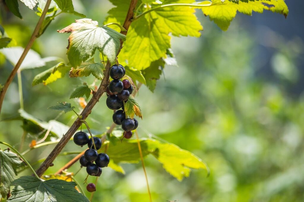 Mustaherukan terveysvaikutukset ja hyödyt - Yrttitohtori.fi